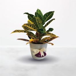 Moonlight - Indoor Plant