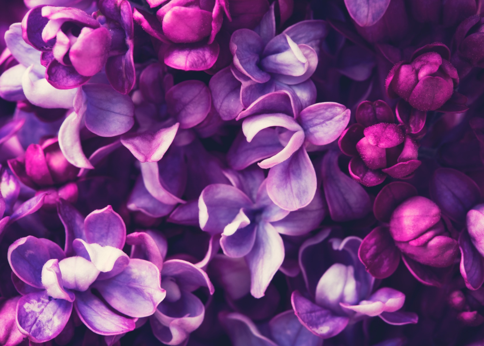 10 Most Beautiful Flowers Images | Best Flower Site